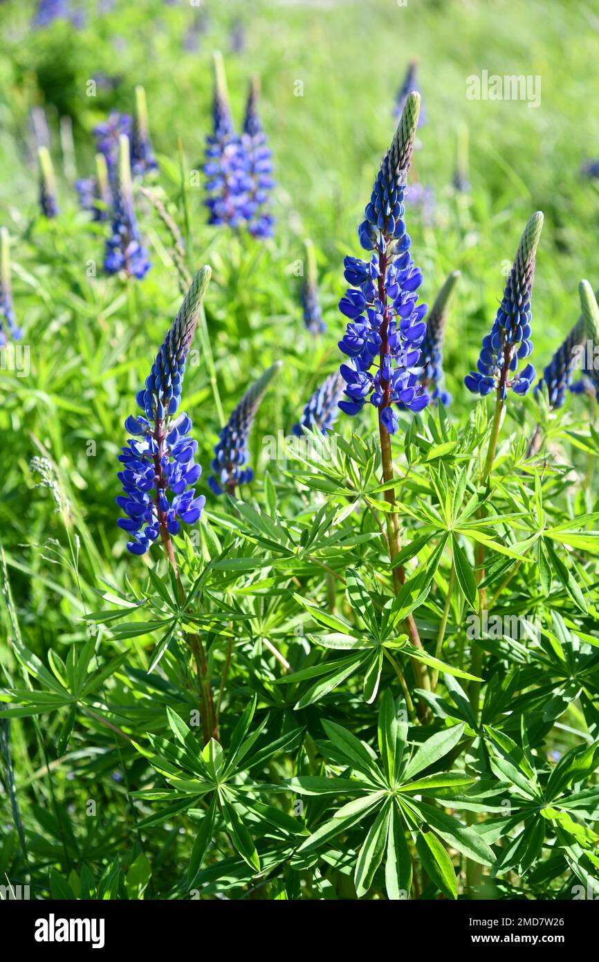 Blooming meadow blue lupins hi-res stock photography and images - Alamy