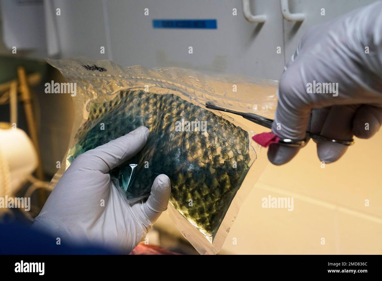 Veterinarian Jamie Peyton opens a package of a Tilapia Fish skin ...
