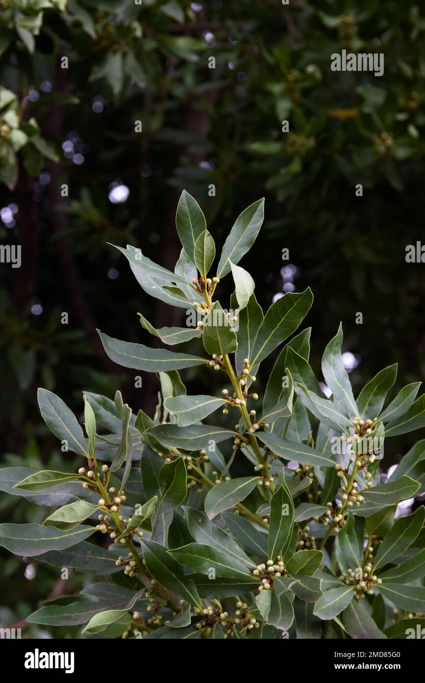 Close-up of some branches with leaves on a laurel tree with flower buds ...