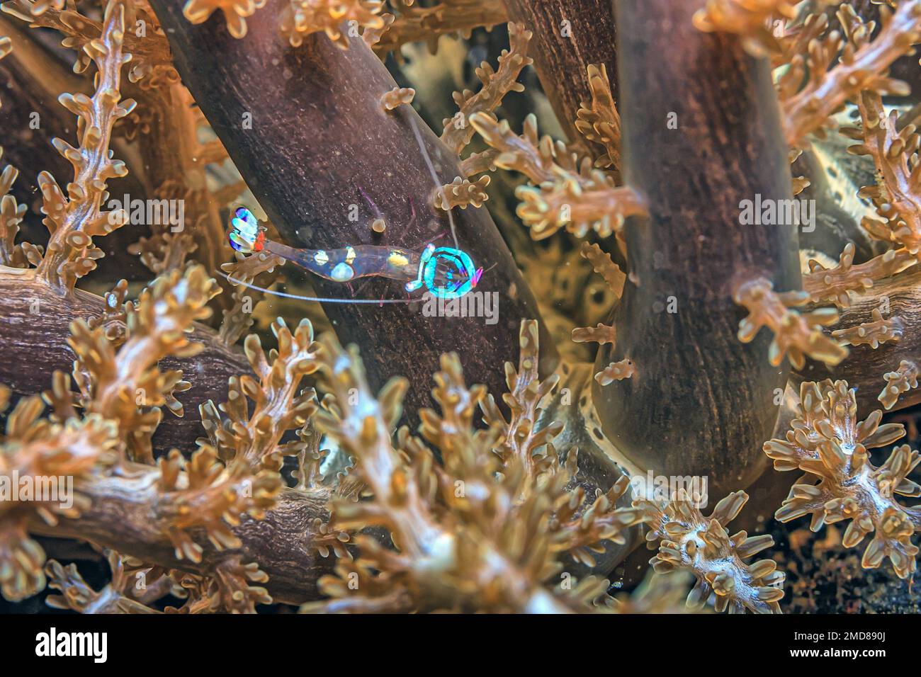 Hippolytidae is a family of cleaner shrimp, also known as broken-back ...