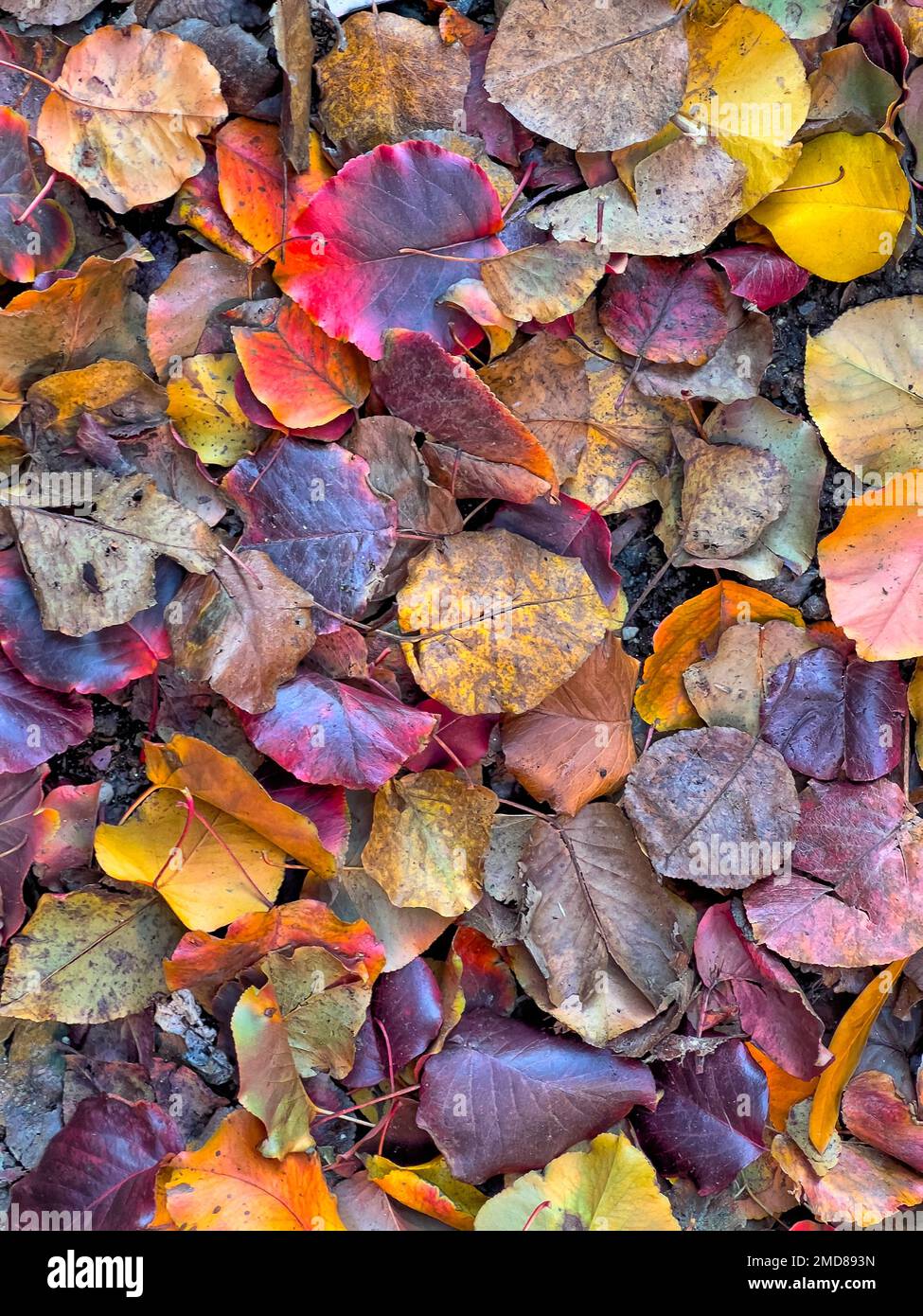Autumn fall foliage in forest Stock Photo - Alamy