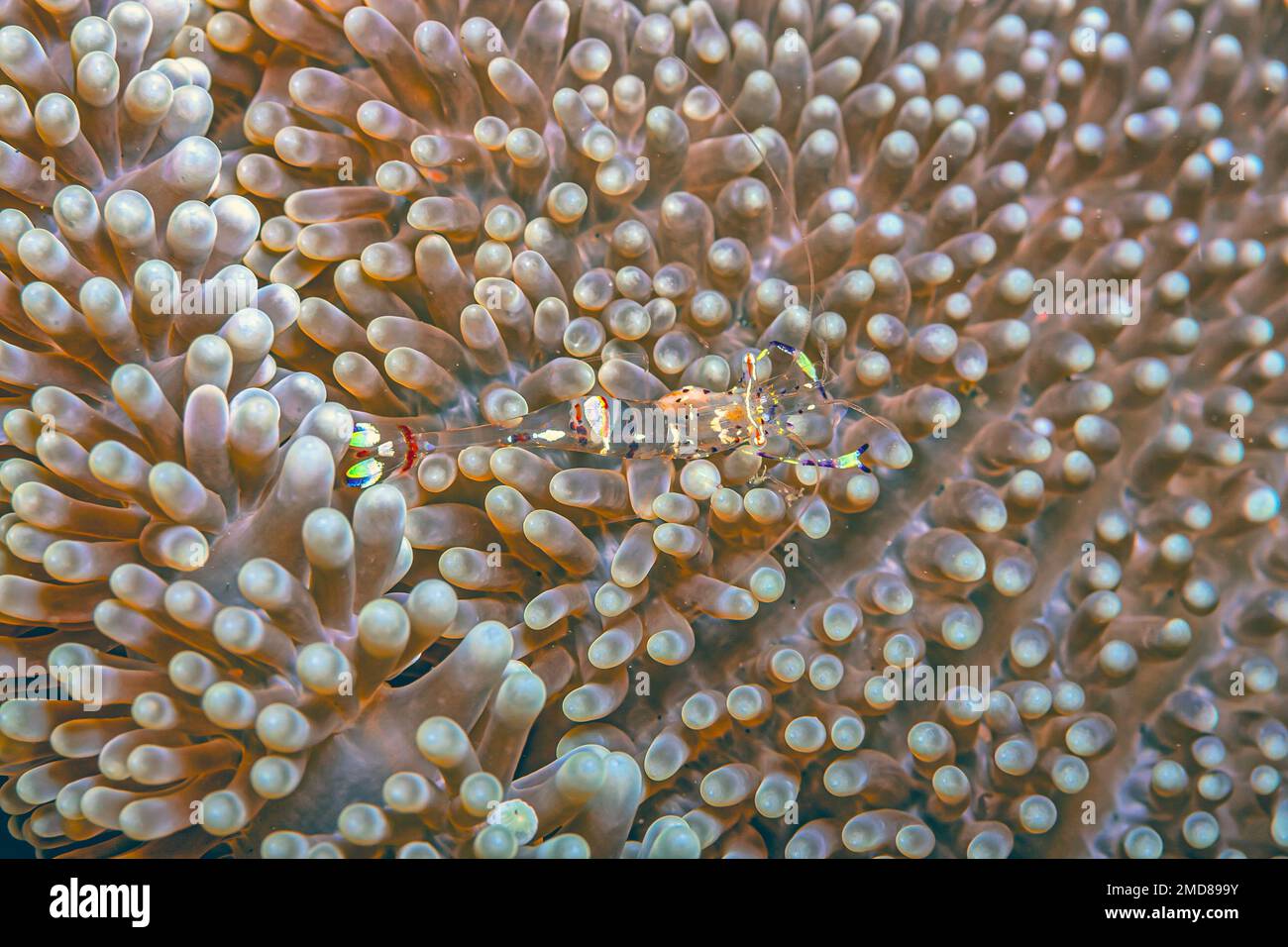 Hippolytidae is a family of cleaner shrimp, also known as broken-back ...