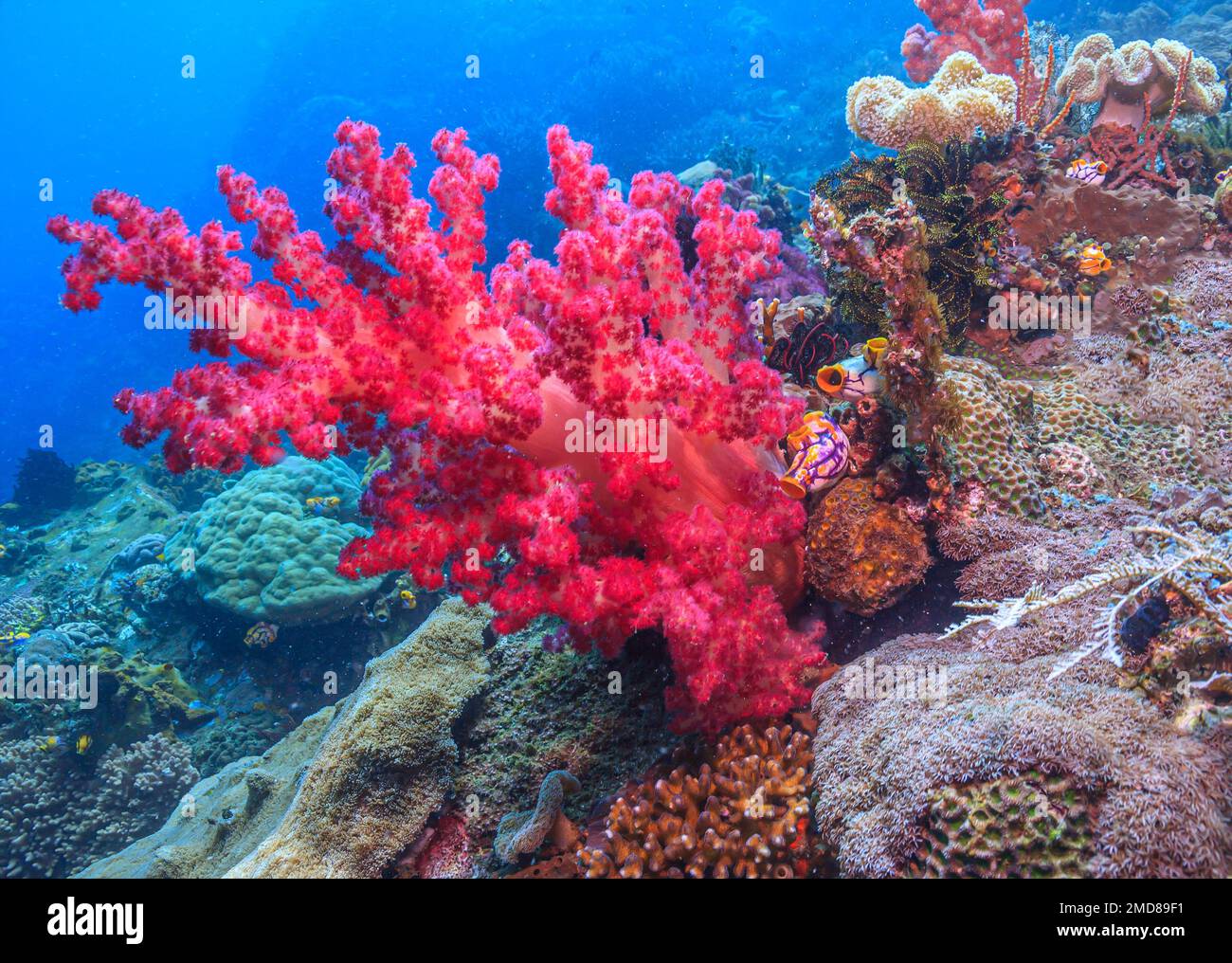 Coral reef in South Pacific with crinoids and colorful soft corals ...