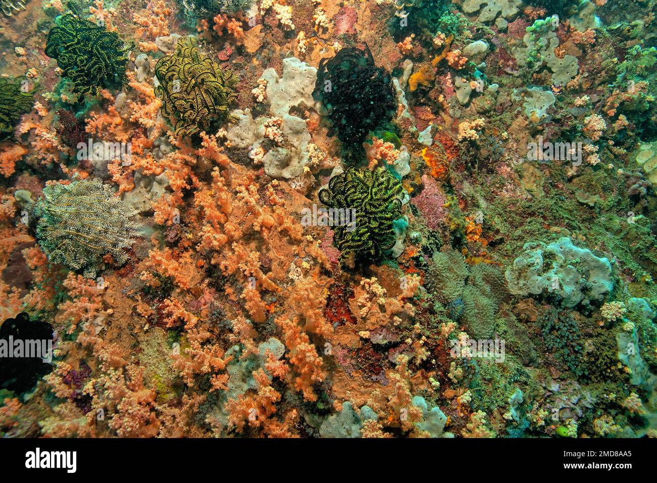 Coral reef in South Pacific with crinoids and colorful soft corals ...