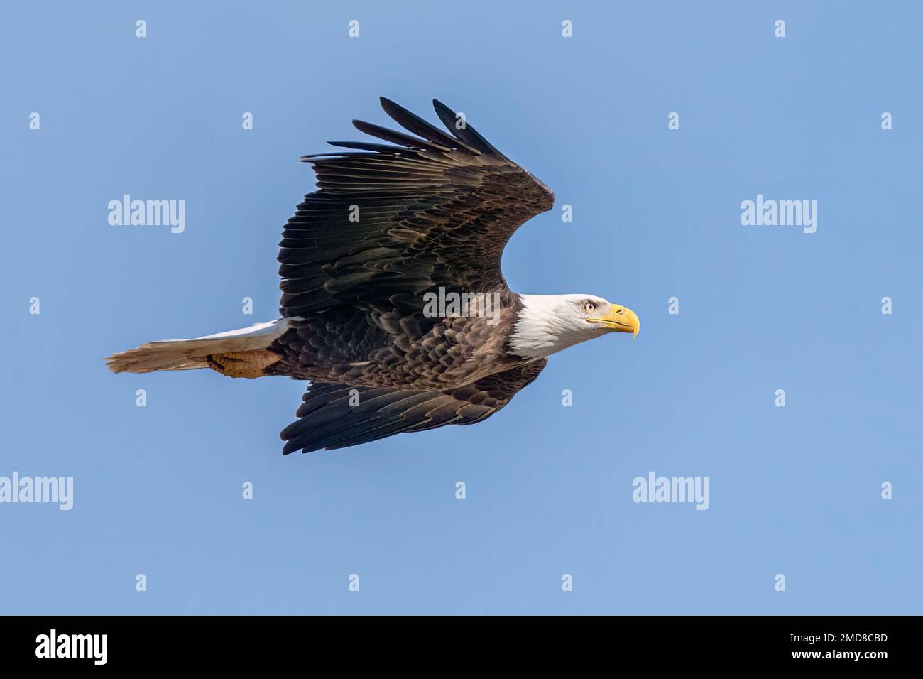 An american bald eagle flying over Haw River Stock Photo - Alamy