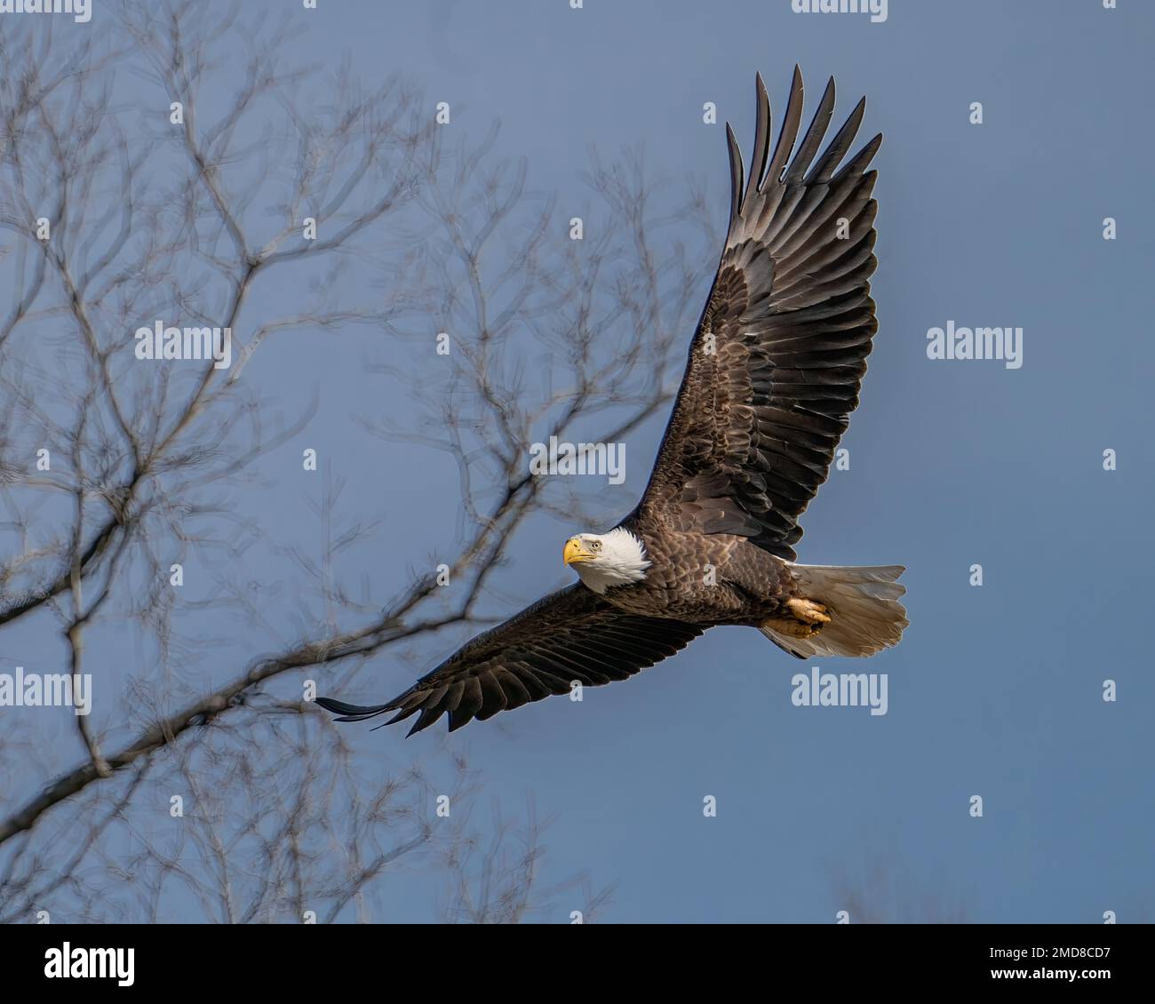 An american bald eagle flying over Haw River Stock Photo - Alamy