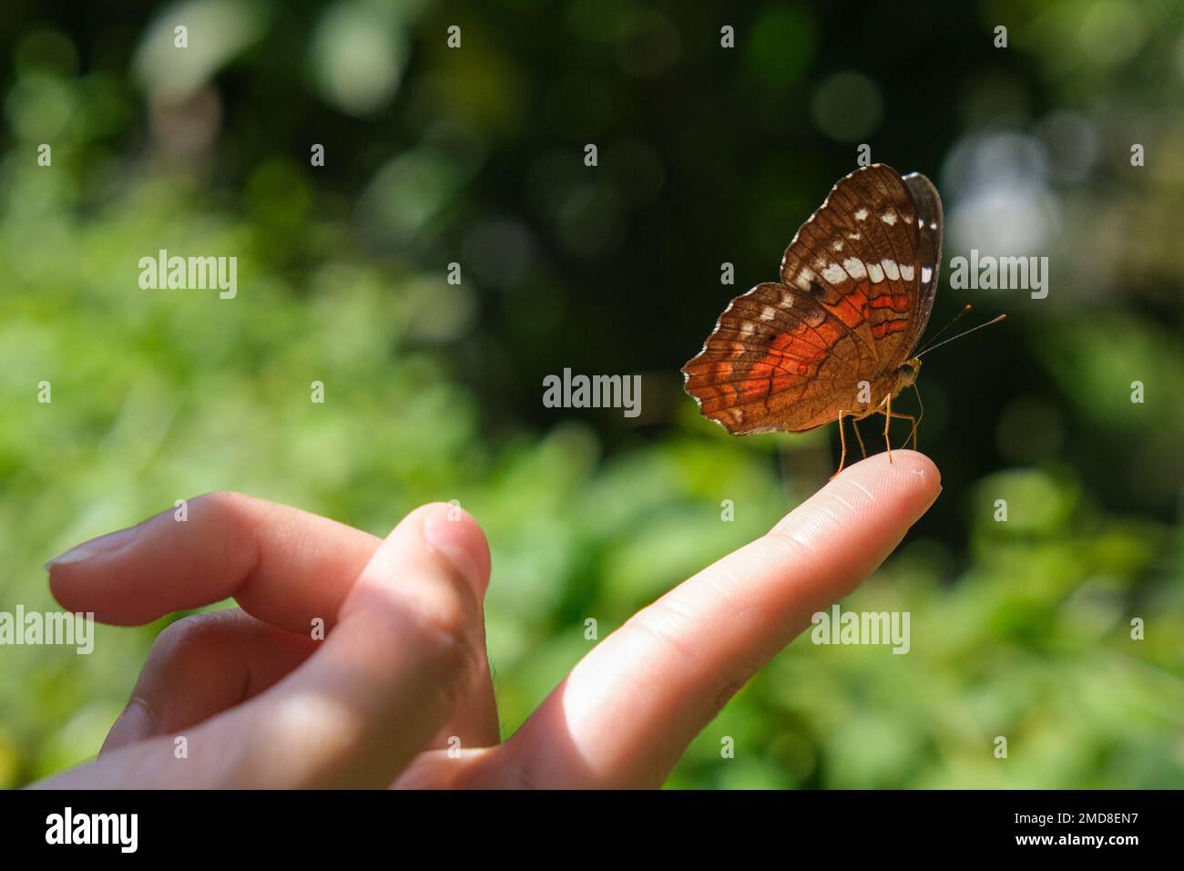 Close up brown orange macro butterfly land on hand finger with green ...