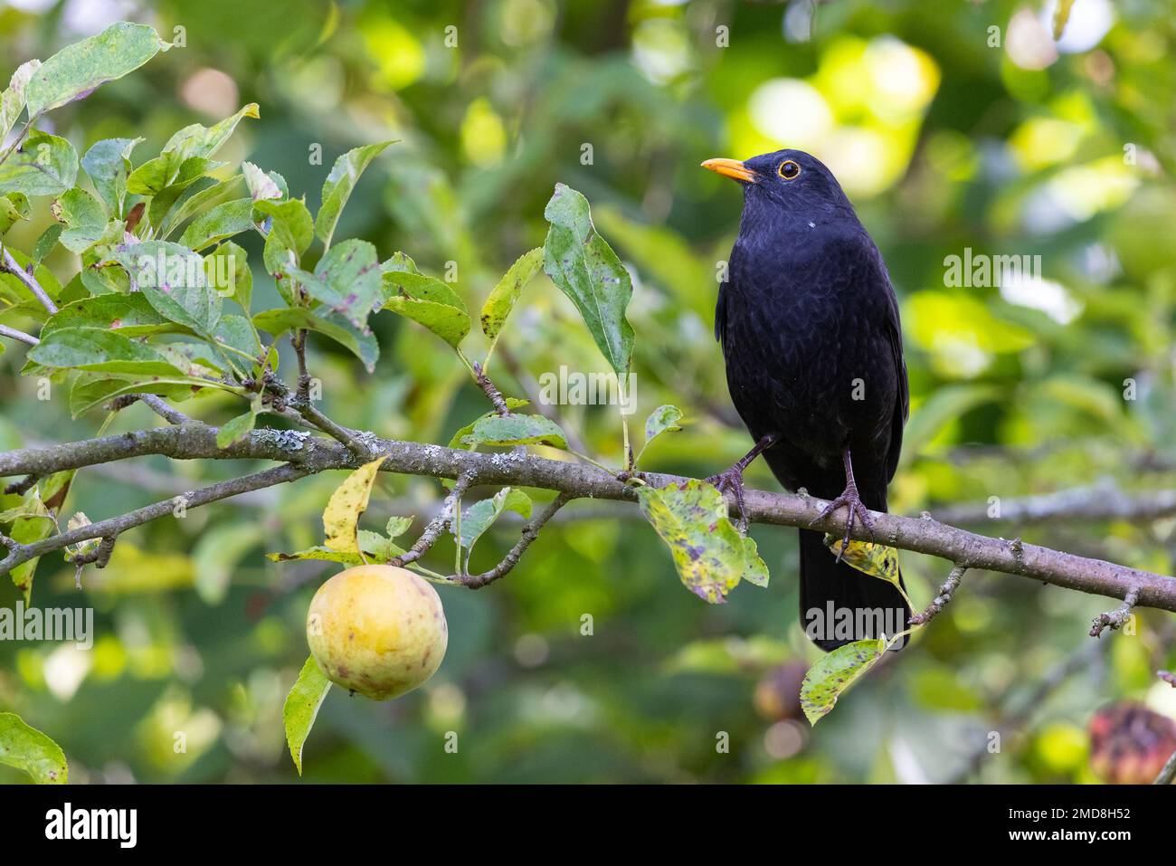 Male Blackbird [ Turdus merula ] on apple tree Stock Photo - Alamy