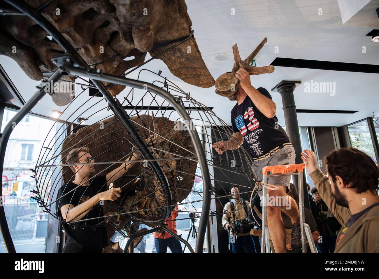 Big John, the largest known triceratops skeleton, is being assembled in ...