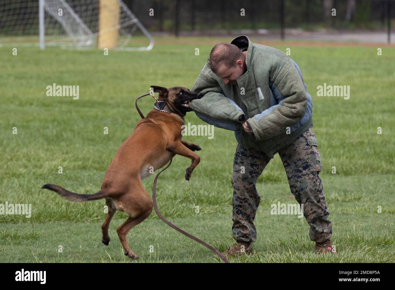 U.S. Marine Corps Cpl. Cody Schultz, the Chief Trainer for Military ...