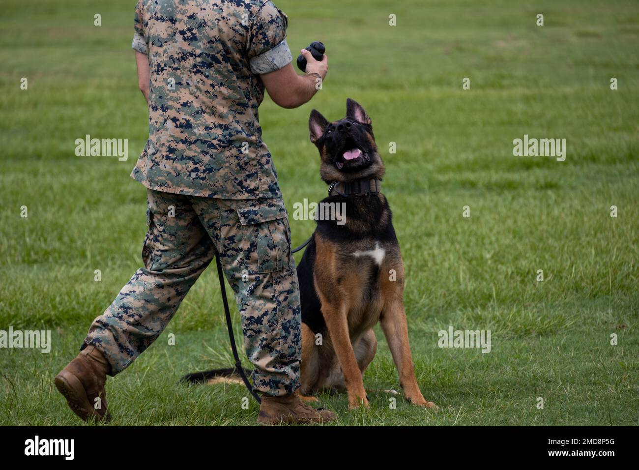 U.S. Marine Corps Military Working Dog, Zek, listens to his handler’s ...