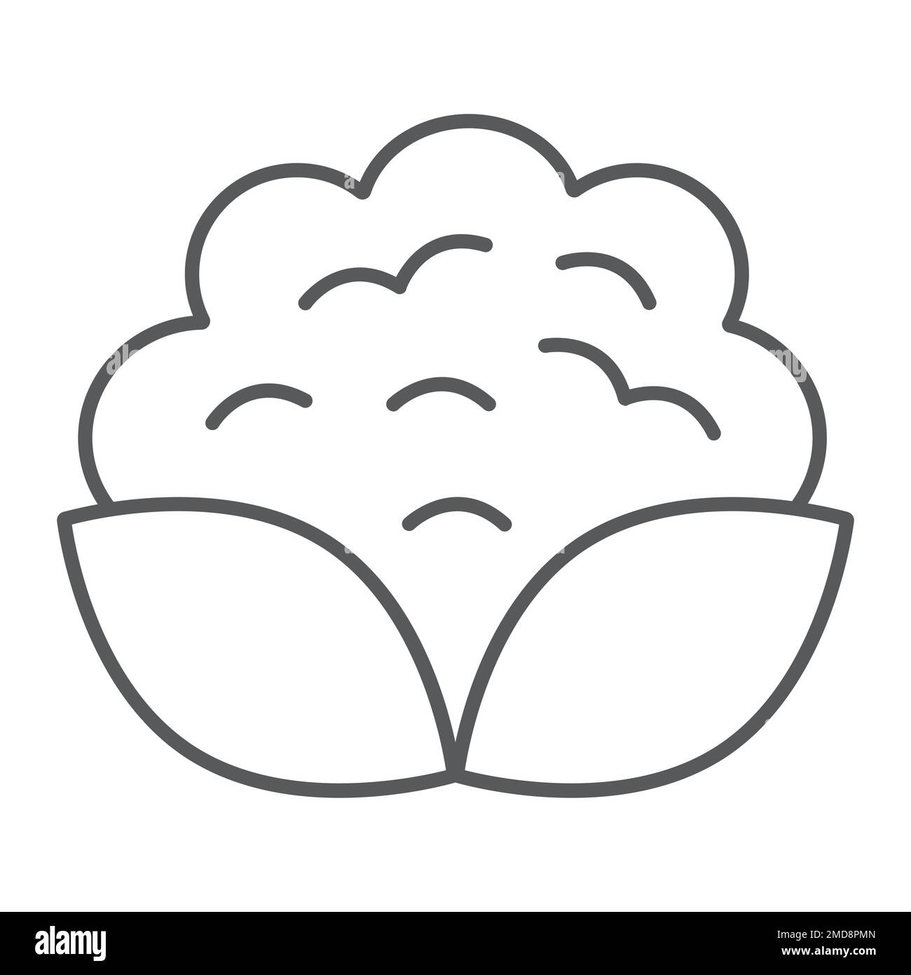 Cauliflower thin line icon, vegetable and diet, vegetarian sign, vector ...