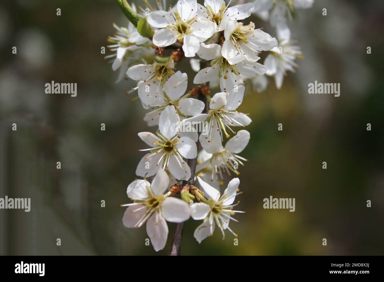 A closeup shot of a blooming cherry branch on a blurred background ...