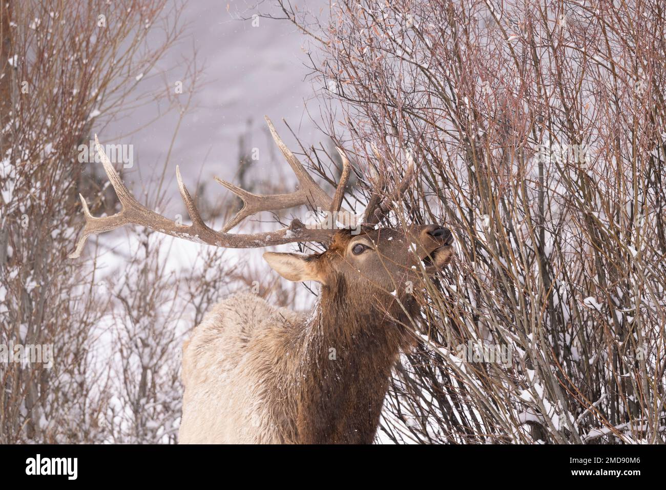 Elk eating willows hi-res stock photography and images - Alamy