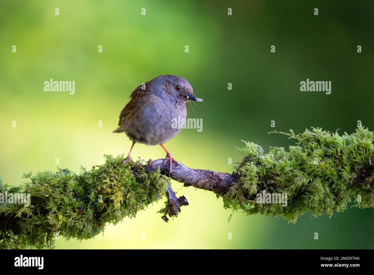 Dunnock [ Prunella modularis ] on mossy stick with cranefly in its beak ...