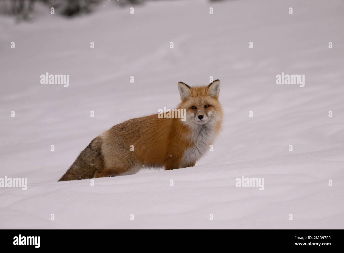 Red Fox Standing in Snow, Yellowstone Stock Photo - Alamy