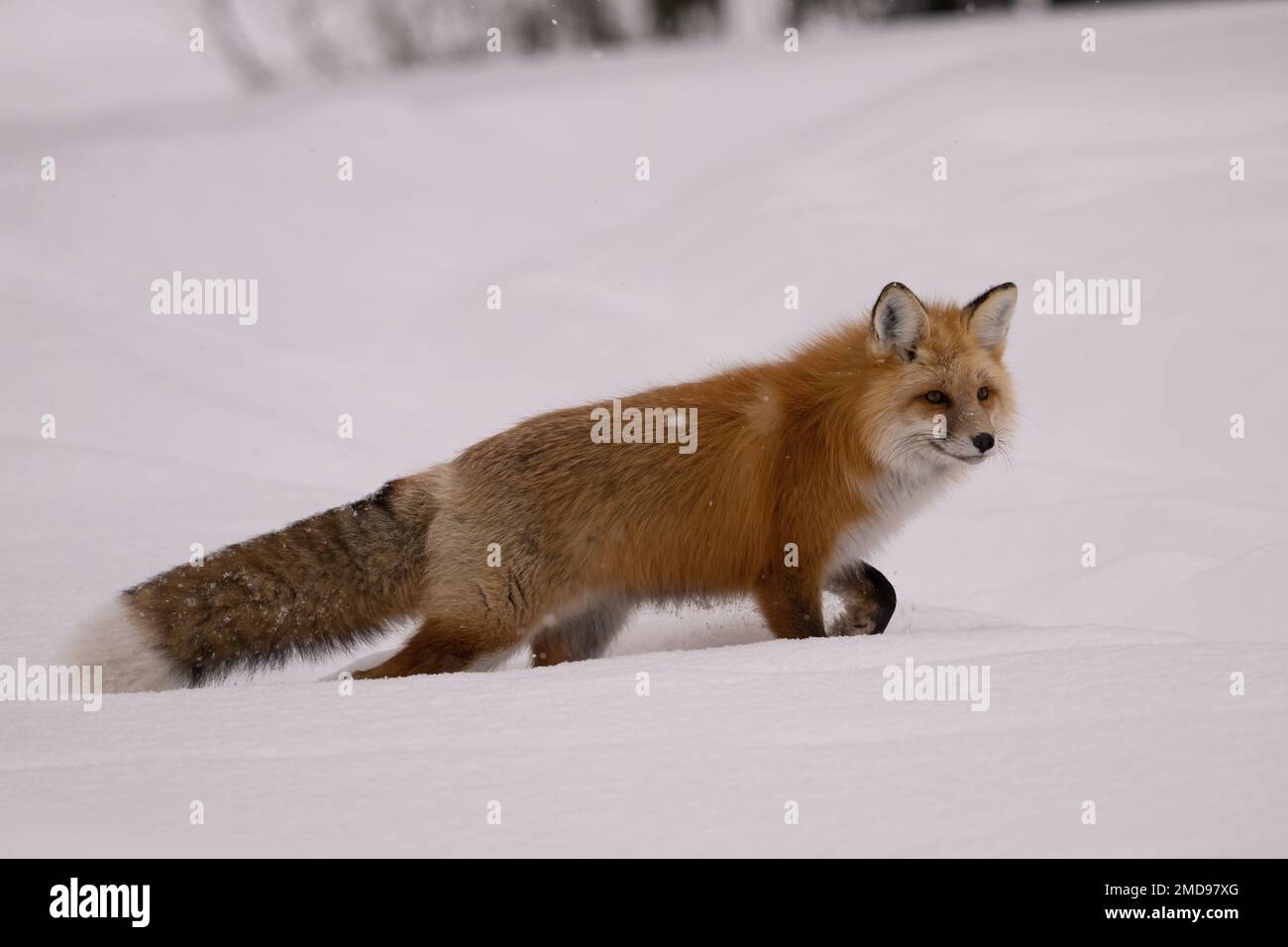 Red fox stepping hi-res stock photography and images - Alamy