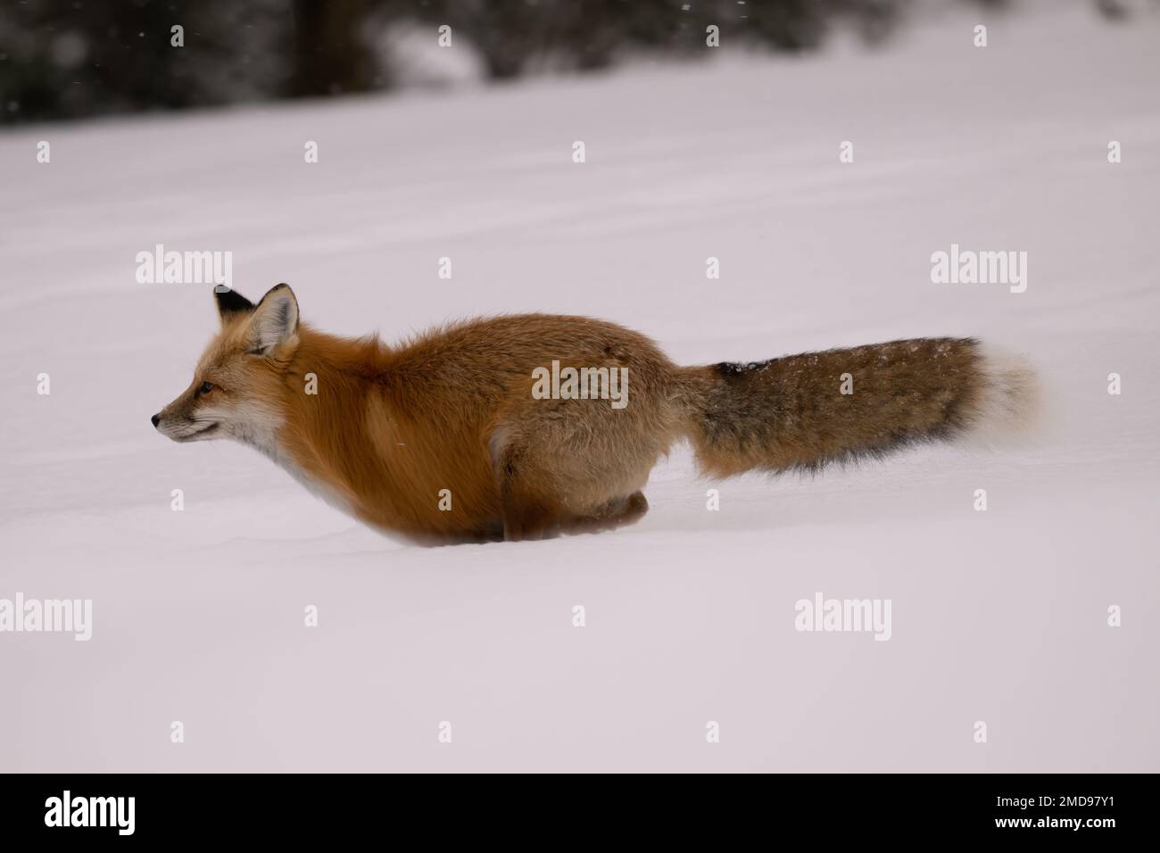 Red Fox Running, Yellowstone Stock Photo - Alamy