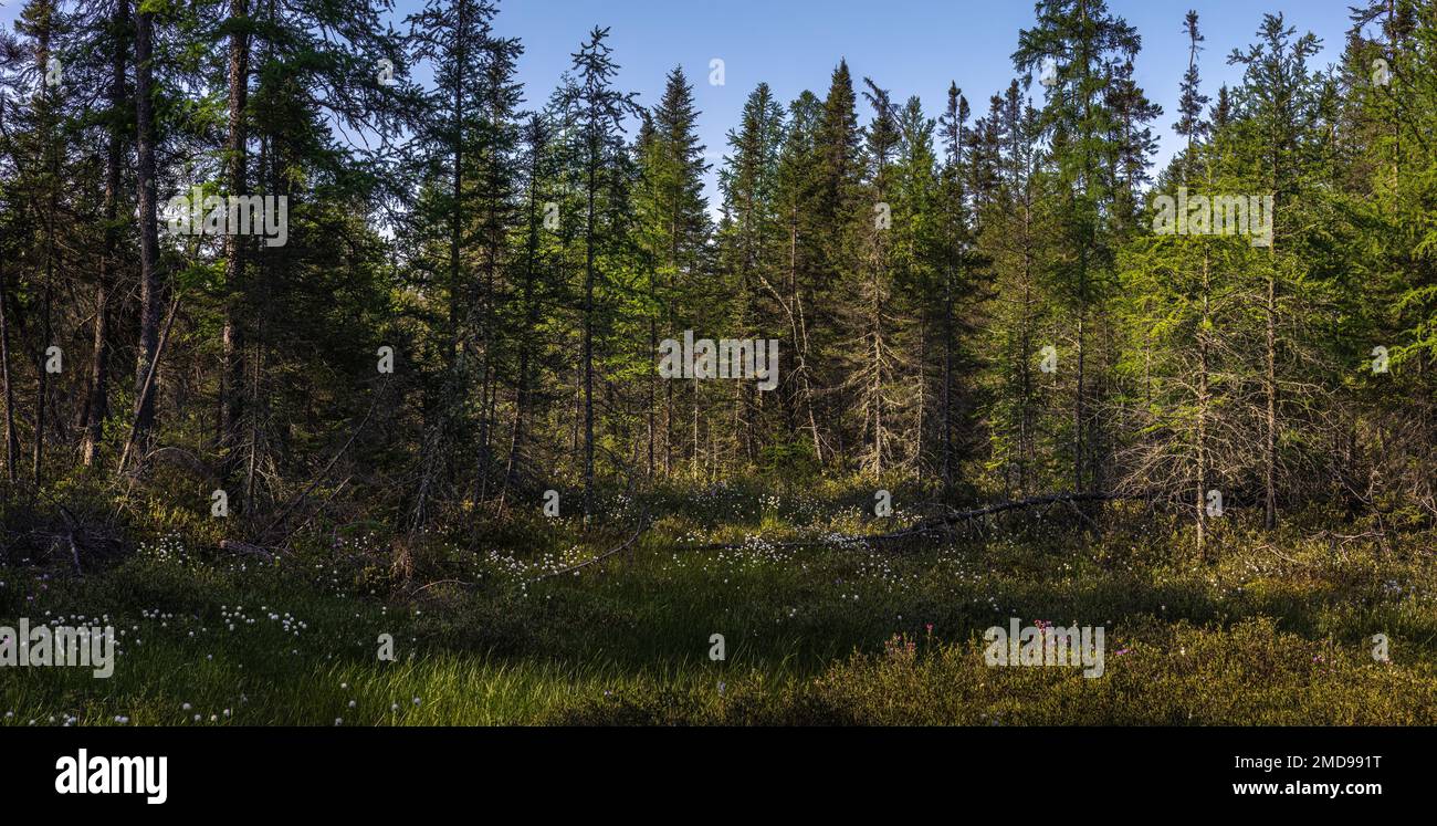 Tamarack hi-res stock photography and images - Alamy