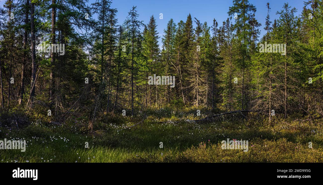 Tamarack hi-res stock photography and images - Alamy