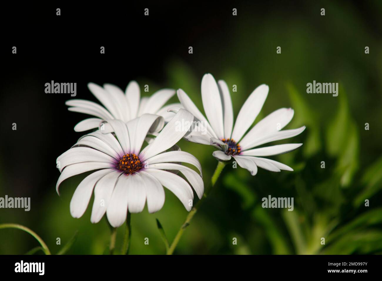 Dimorphotheca eclonis is a plant species grown as an ornamental plant ...