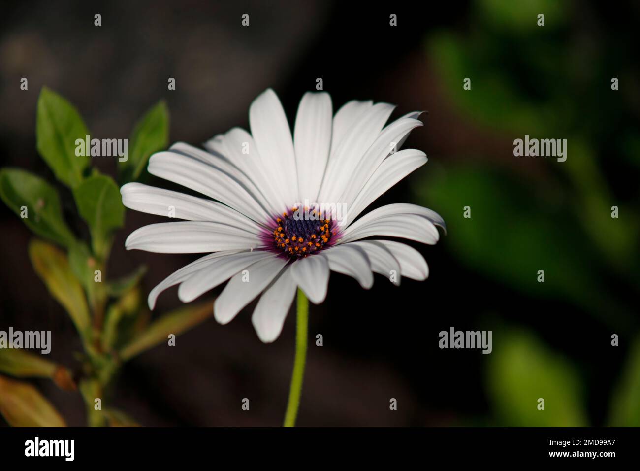 Dimorphotheca eclonis is a plant species grown as an ornamental plant ...