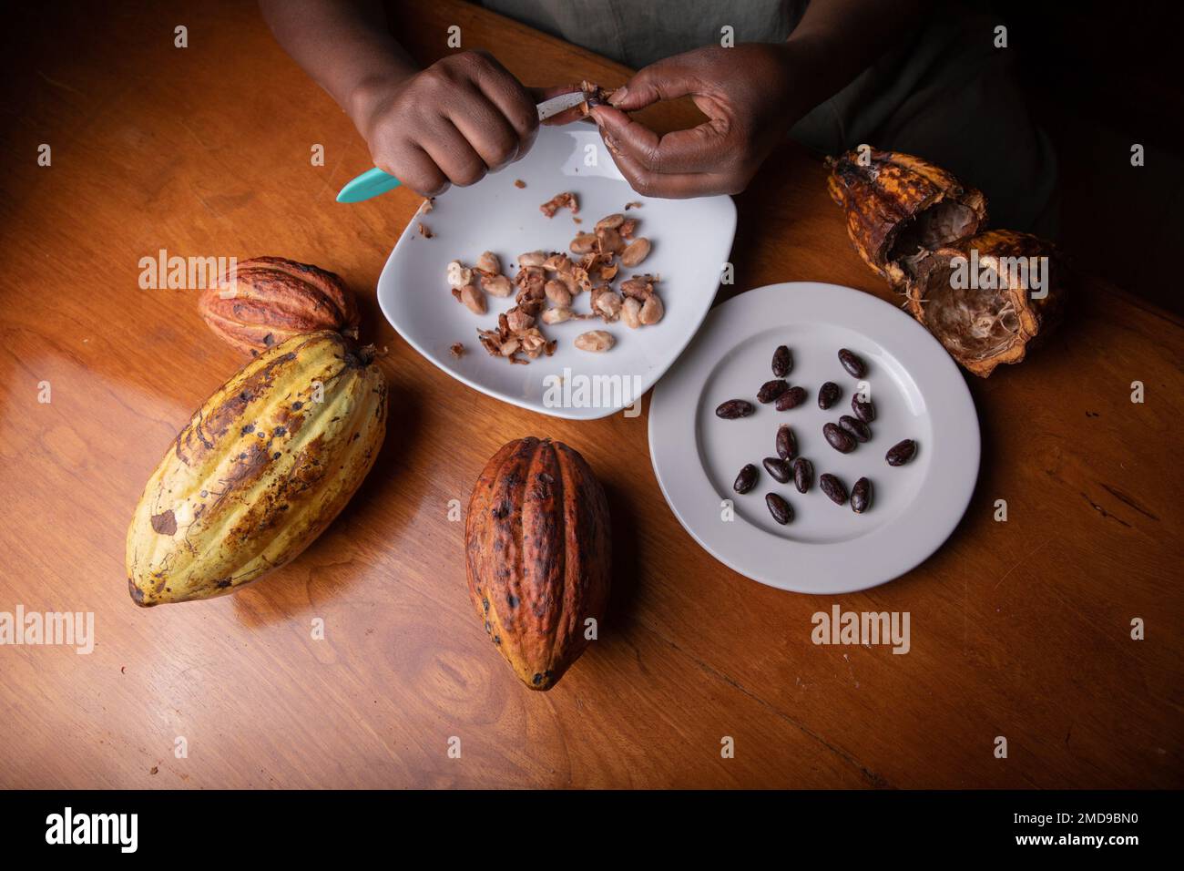 A woman cleans cocoa beans during the chocolate making process Stock ...