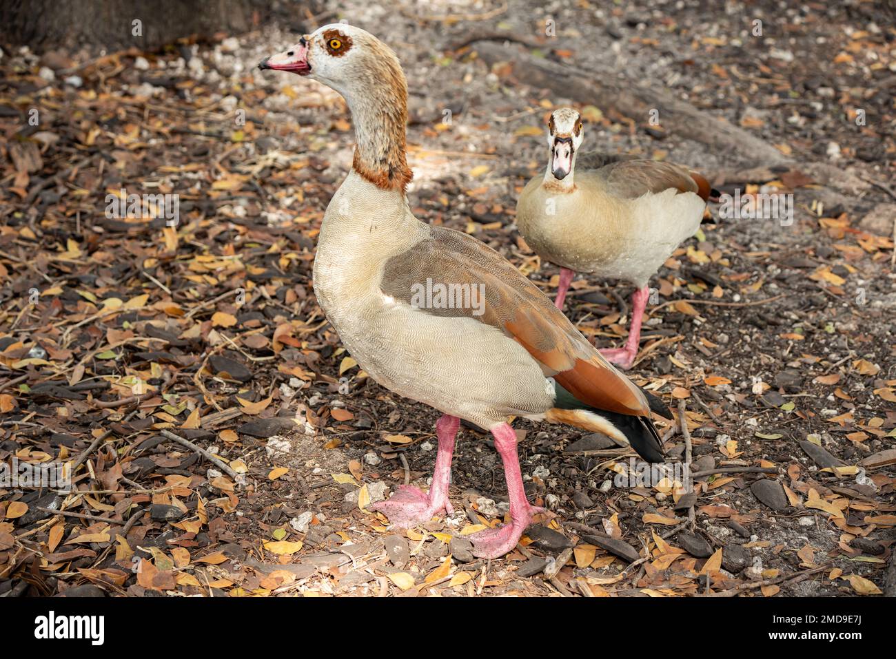 Florida duck in the Waterway of Aventura in North Miami, Florida ...