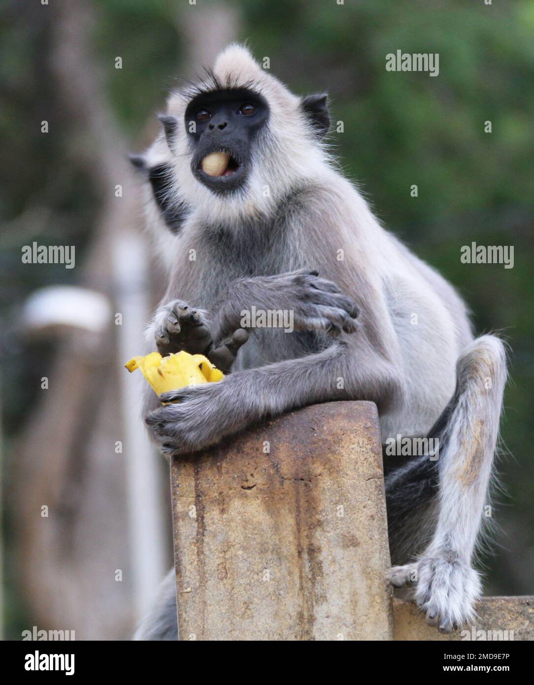Monkeys and Grey Languor's in the forest. Sri Lanka Stock Photo - Alamy