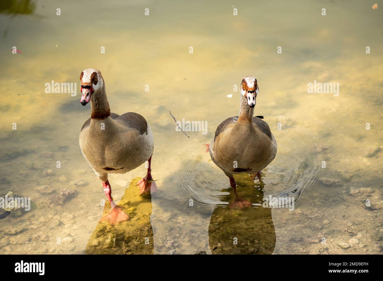 Florida duck in the Waterway of Aventura in North Miami, Florida ...