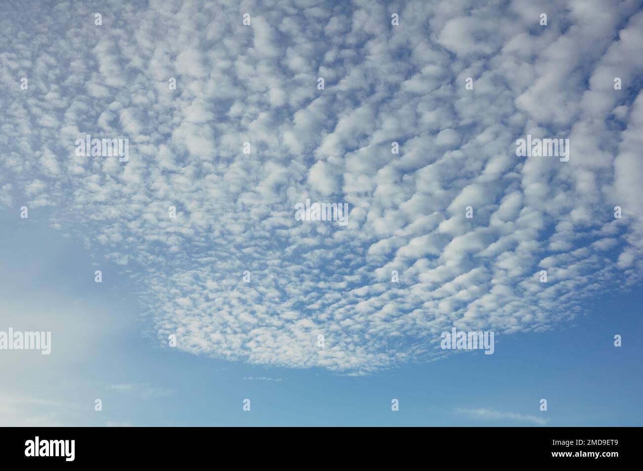 Awan Altocumulus clouds on blue sky in a highland in a morning Stock Photo - Alamy