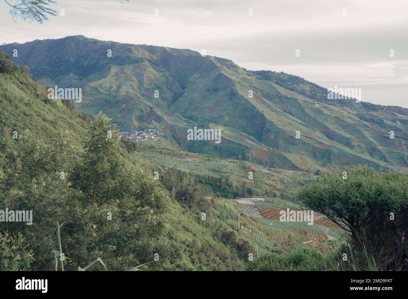 Scenery of green fertile plantation farmland crop terrace in Dieng ...