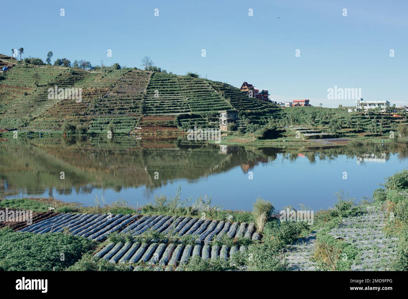 Scenery of Telaga cebong lake surrounded with green crop plantation in ...