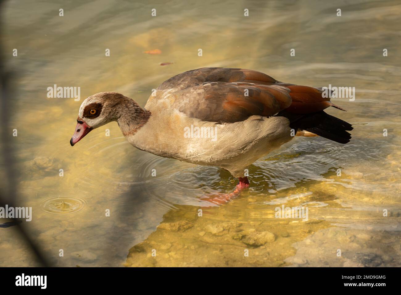 Florida duck in the Waterway of Aventura in North Miami, Florida ...