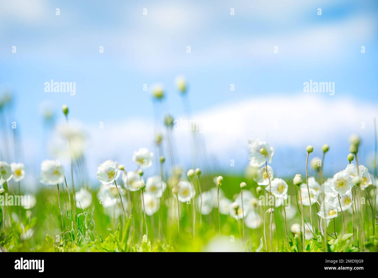 Anemonoides nemorosa, wood anemone, windflower, thimbleweed, and smell ...
