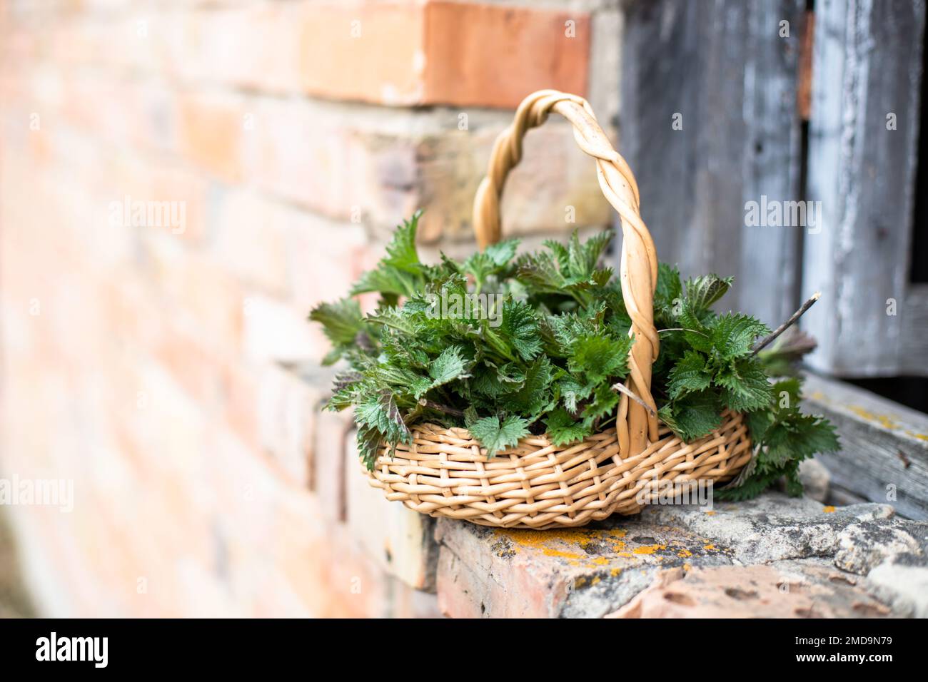 Fresh nettles. Basket with freshly harvested nettle plant. Urtica ...