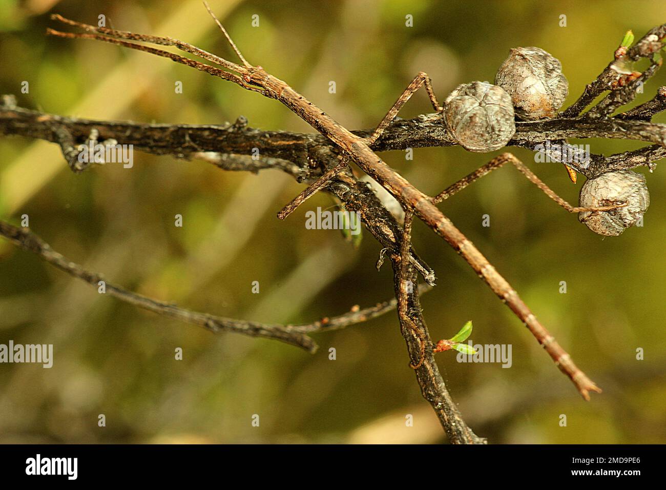 Prickly stick insect (Acanthoxyla sp Stock Photo - Alamy