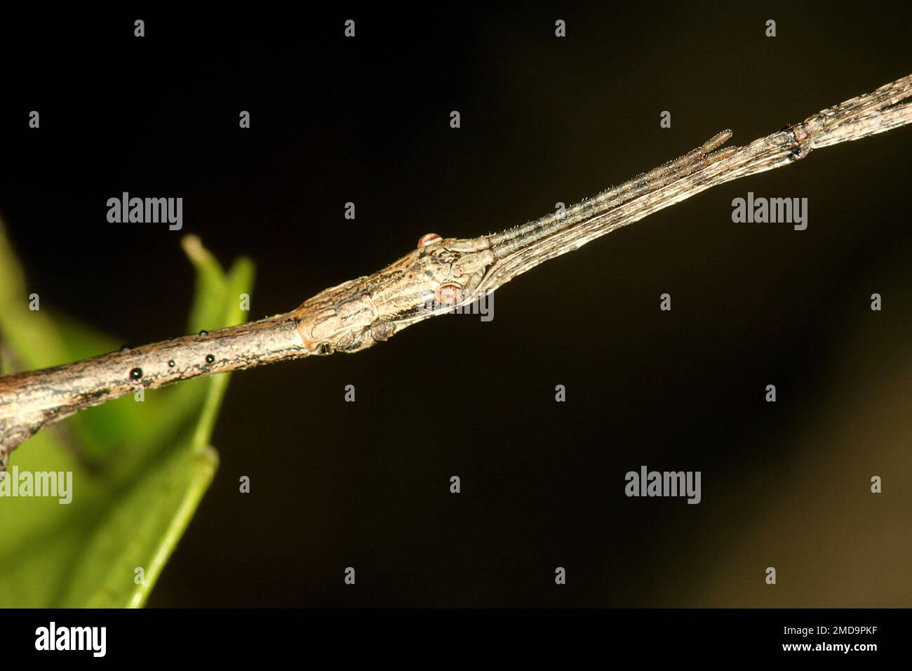 Prickly stick insect (Acanthoxyla sp Stock Photo - Alamy