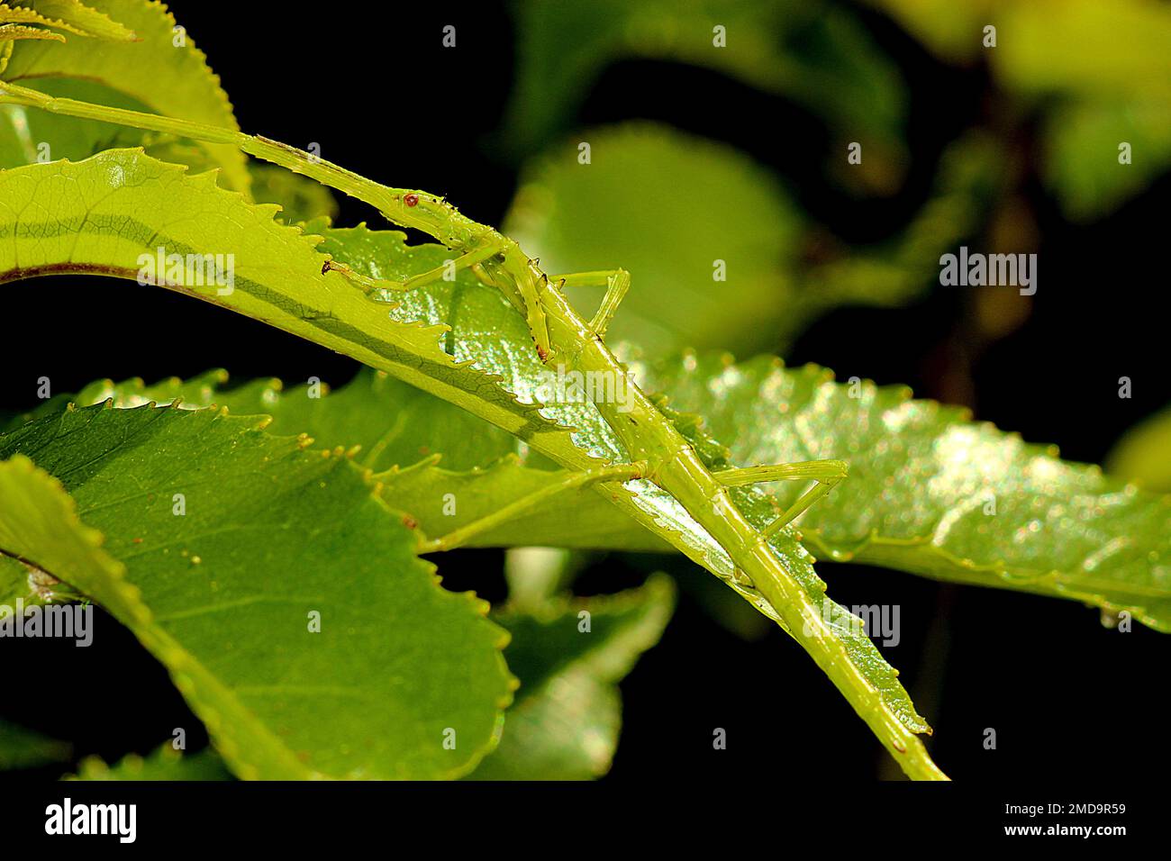 Prickly stick insect (Acanthoxyla sp Stock Photo - Alamy