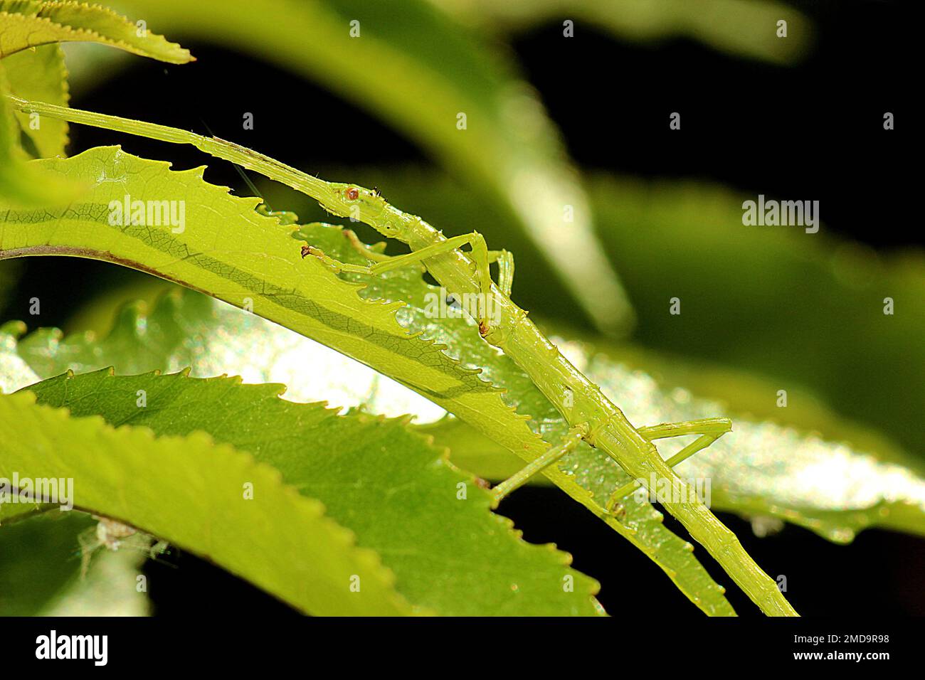 Prickly stick insect (Acanthoxyla sp Stock Photo - Alamy