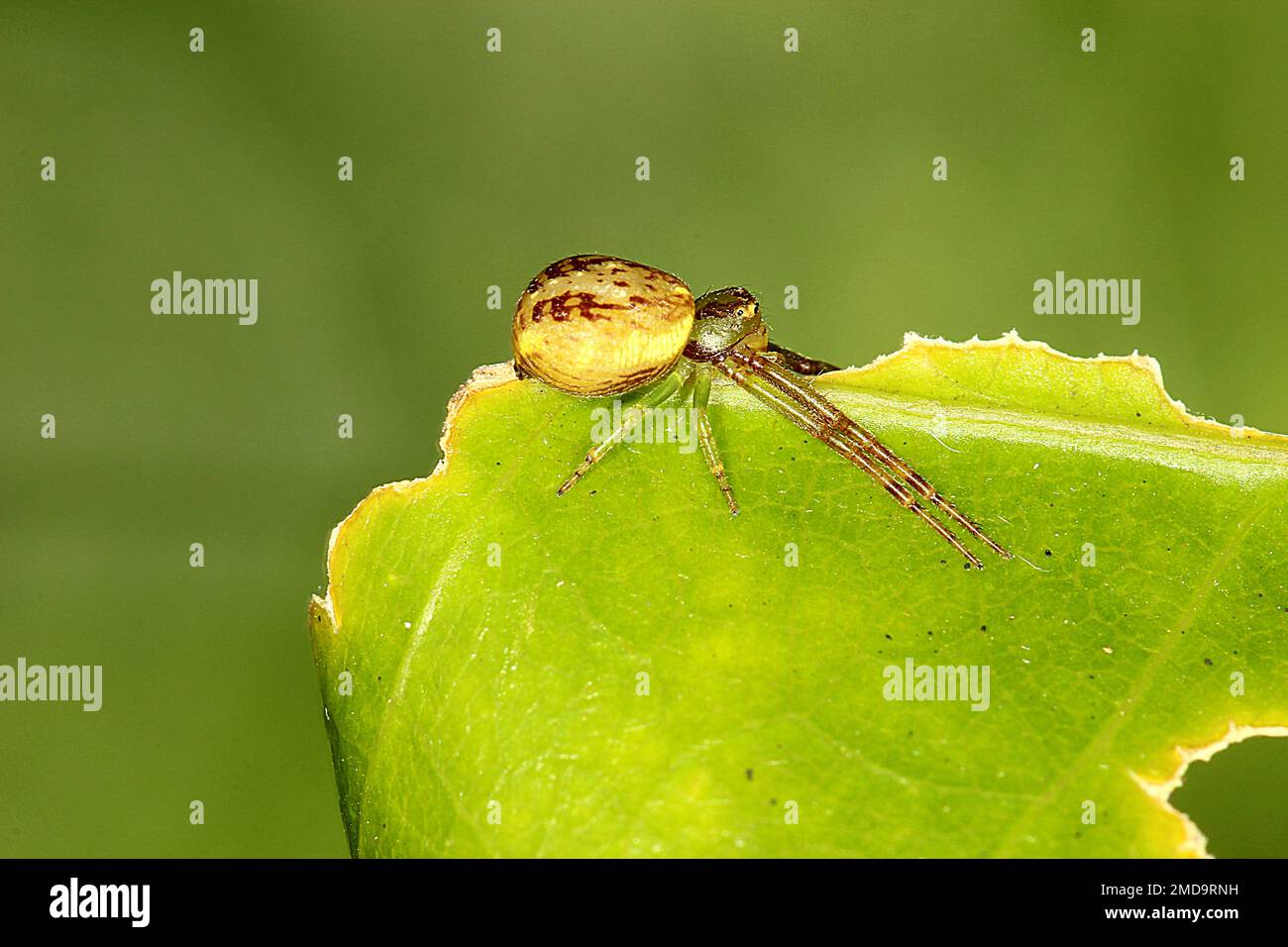 Flower spider (Diaea ambara Stock Photo - Alamy