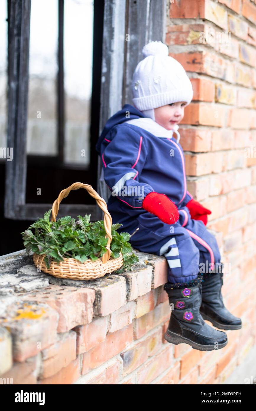 Fresh nettles. Basket with freshly harvested nettle plant. Urtica ...