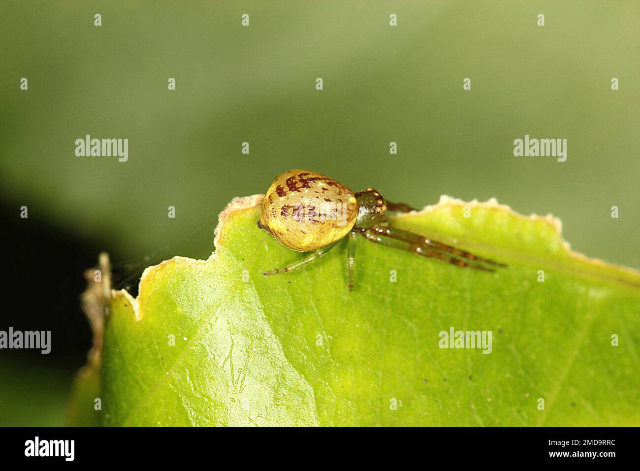 Flower spider (Diaea ambara Stock Photo - Alamy