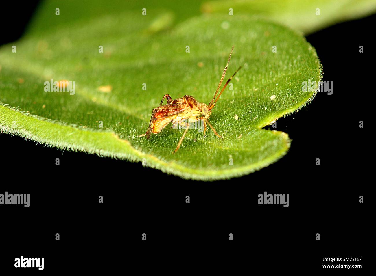 Plant mirid bug (Sidnia sp Stock Photo - Alamy