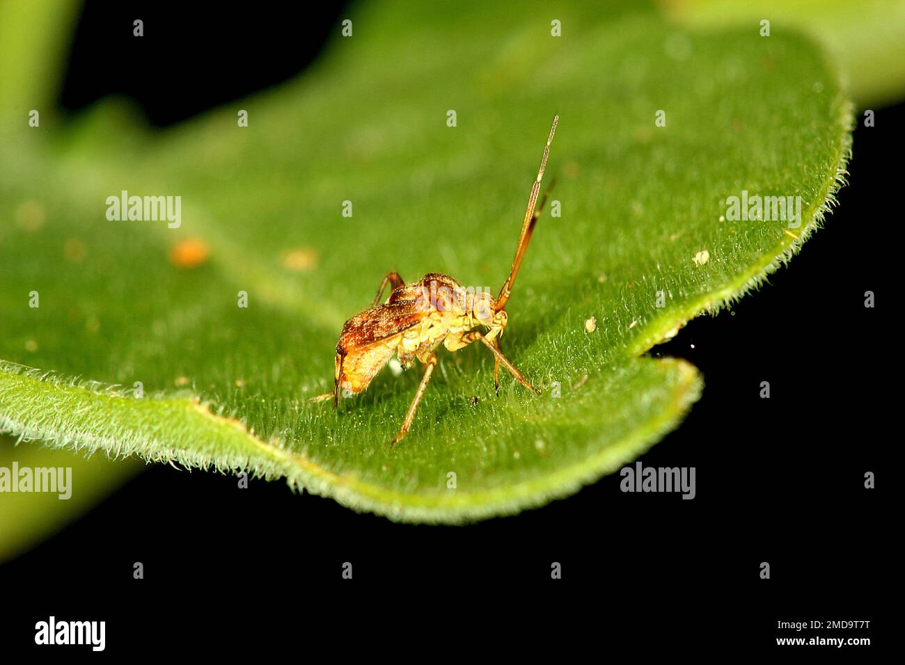 Plant mirid bug (Sidnia sp Stock Photo - Alamy