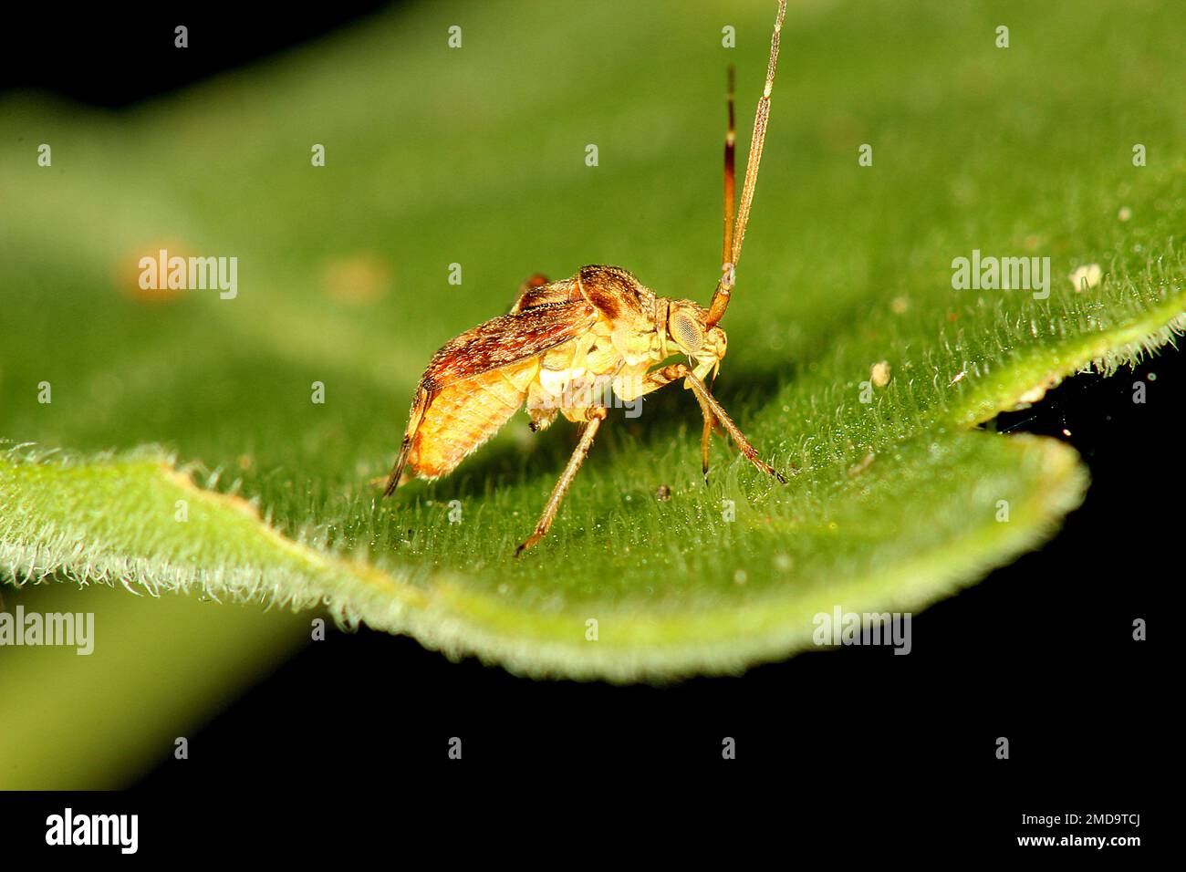 Plant mirid bug (Sidnia sp Stock Photo - Alamy