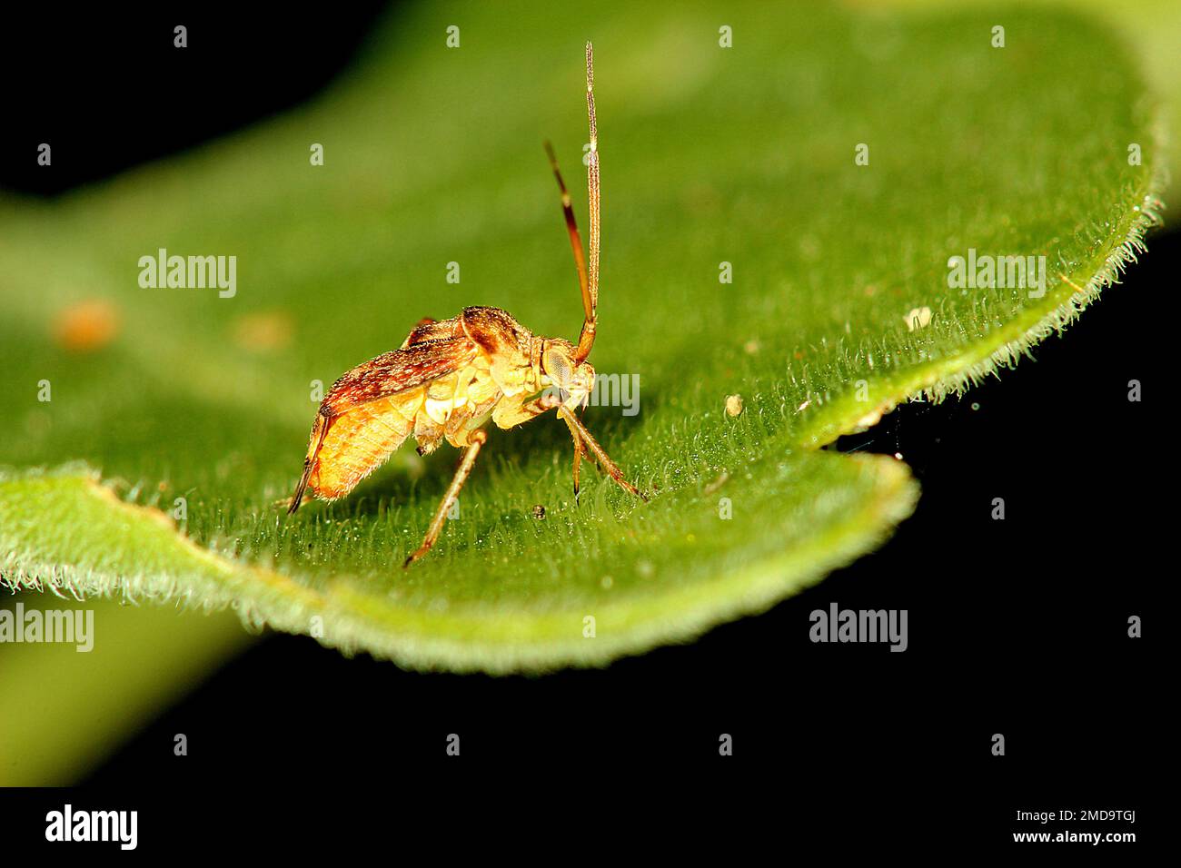 Plant mirid bug (Sidnia sp Stock Photo - Alamy