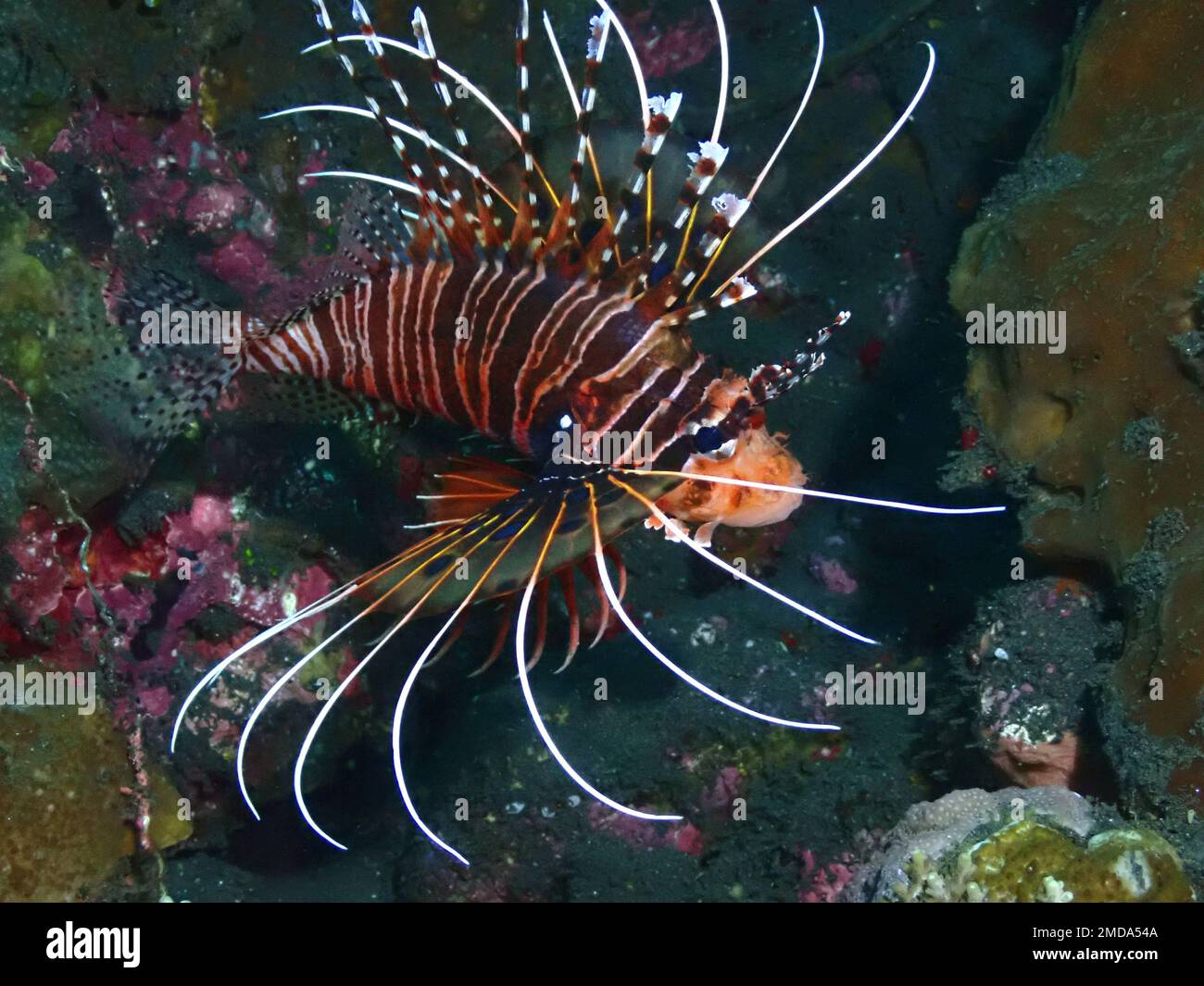 Scorpion Fish Vs Lion Fish