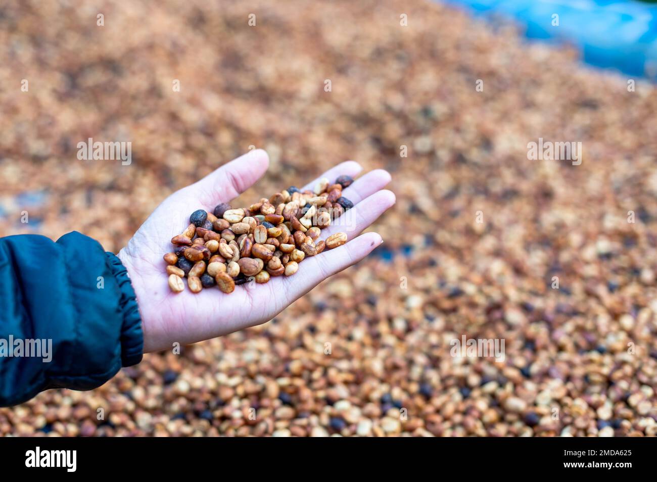 Farmers sort rotten and fresh coffee beans before drying. traditional ...