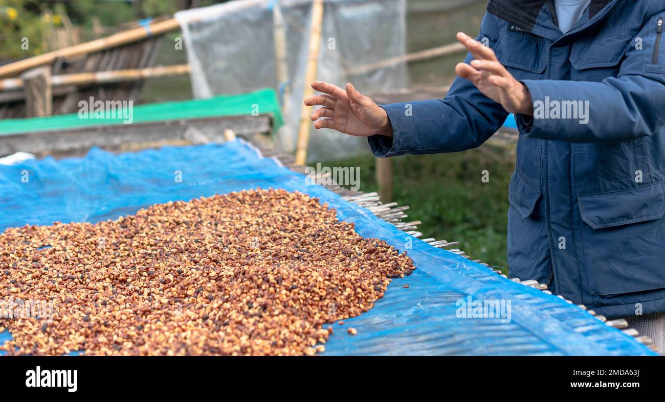 Farmers sort rotten and fresh coffee beans before drying. traditional ...